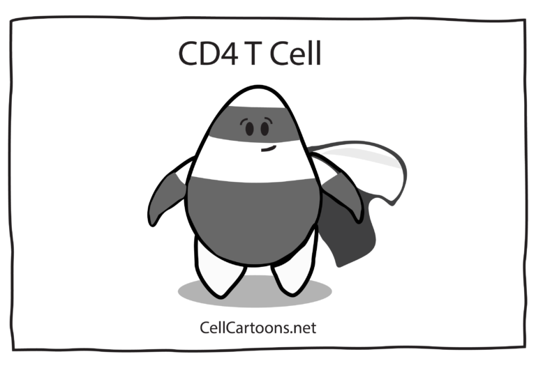 Lymphocytes – Cell Cartoons