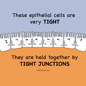 Tight Junctions – Cell Cartoons