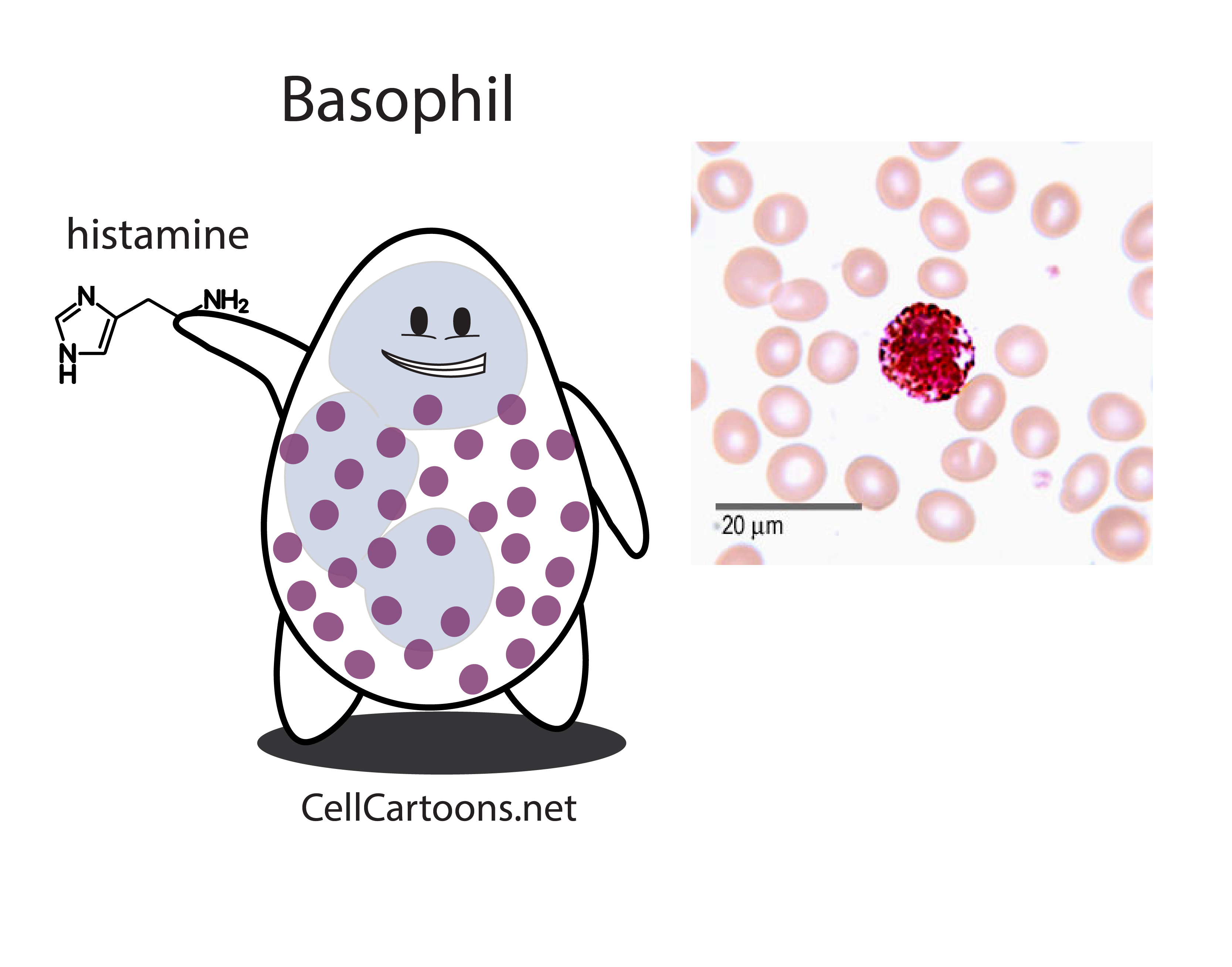 Granulocytes – Cell Cartoons