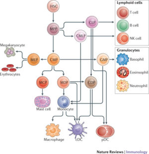 Myeloid cell differentiation under normal physiological conditions ...