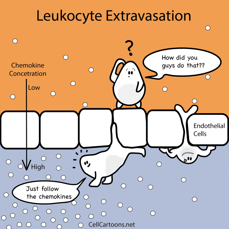 All Cartoons – Cell Cartoons