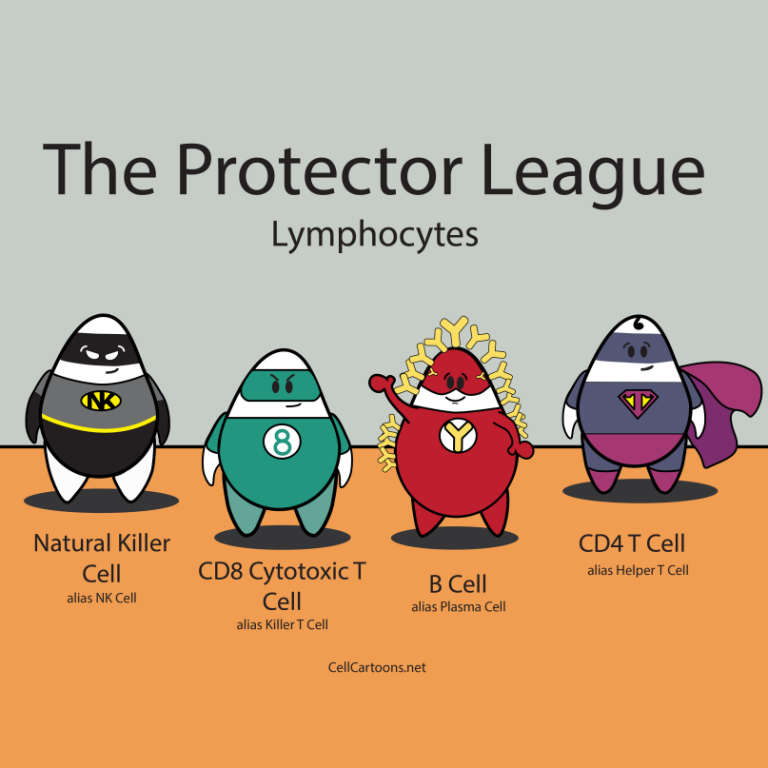 Lymphocytes – Cell Cartoons
