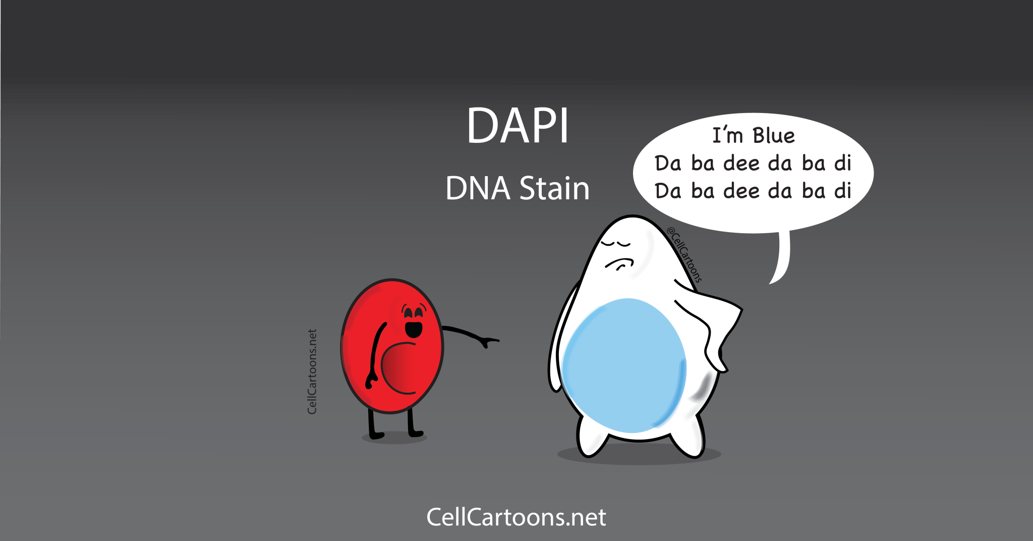 DAPI Staining – Cell Cartoons